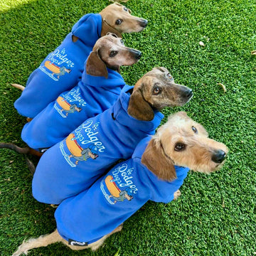 dachshund clothes – bean goods