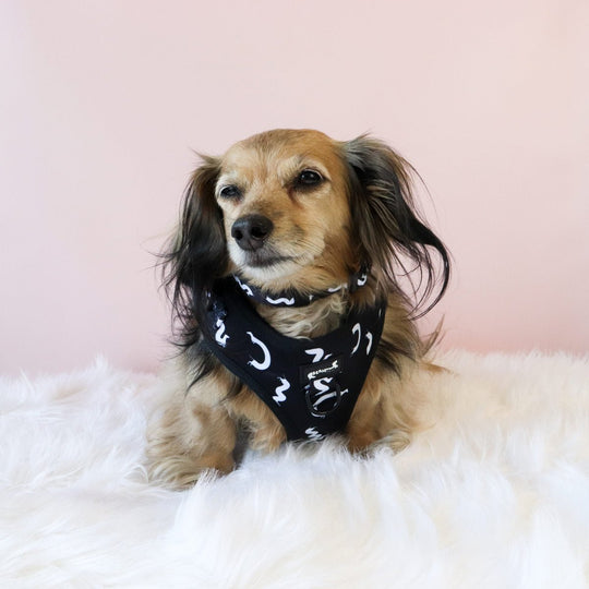 Awesome Dachshund Digz Up to 70% Off - Shop Sale | BeanGoods – bean goods